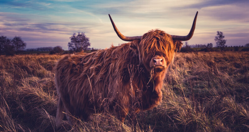 Why Are Bulls So Aggressive? Six Management Techniques - Grit